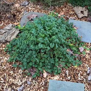 Burnet - St. Louis Herb Society